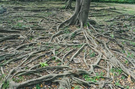 The Roots Of The Ficus Tree Which Appeared On The Ground Stock Image