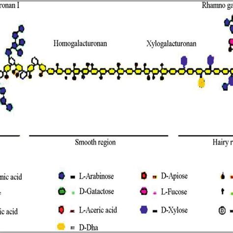 Basic Structure Of Pectin 10 Download Scientific Diagram