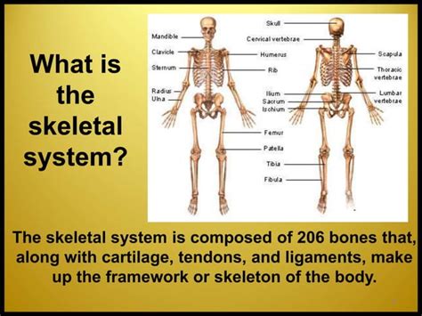 Anatomy Of Skeletal Systemppt