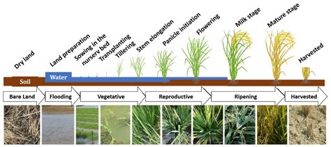 Rice Growth Stage Classification Via Rf Based Machine Learning And