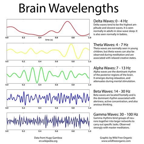 Different Types Of Brain Waves And Their Benefits Jhitgj