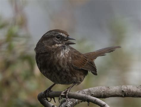 Another Singer Another Of The Song Sparrows That Frequent … Flickr