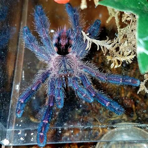 Ybyrapora Diversipes — The Tarantula Collective
