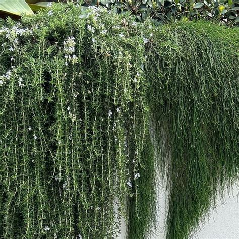 Best 11 Arundo Donax Giant Cane Elephant Grass Carrizo Arundo