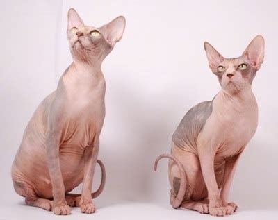 Sphynx Hairless Cat Breed Information And Pictures