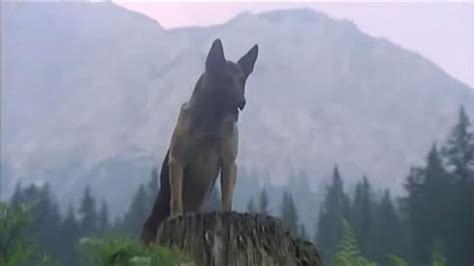 Prime Video White Fang