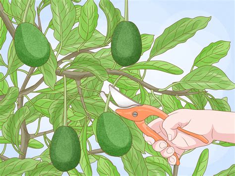 Avocado Tree Illustration