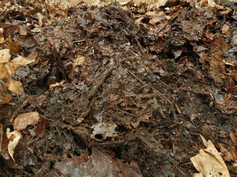What Is Leaf Mold And How To Make It Growing With Nature