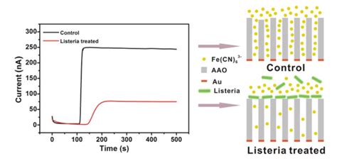 A Schematic Illustration Of An Electrochemical Amperometric Biosensor Download Scientific