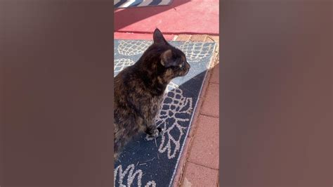 Too Windy For Squirrel Youtube