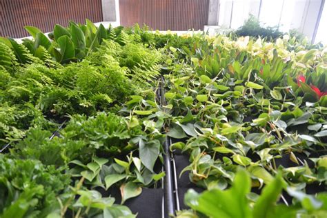 Recirculating Irrigation For Living Walls Plants On Walls