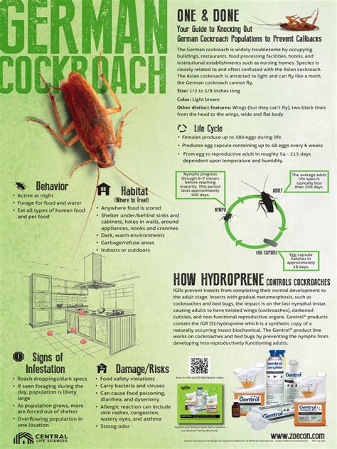 Cockroach Poster Pdf Insects Insects And Humans