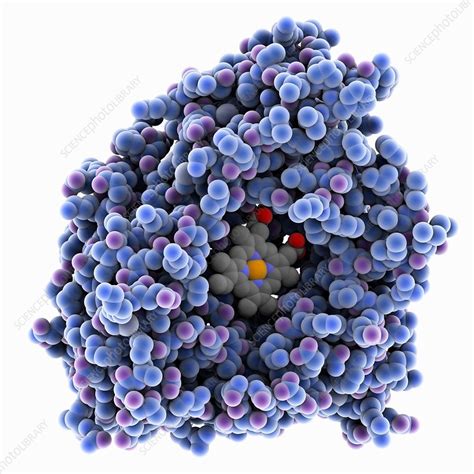 Human Cytochrome P450 Molecule Stock Image C0355596 Science