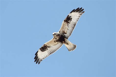 Rough Legged Buzzard Identification Guide Bird Spot
