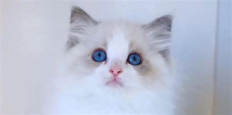 猫的品种分类 知猫指南