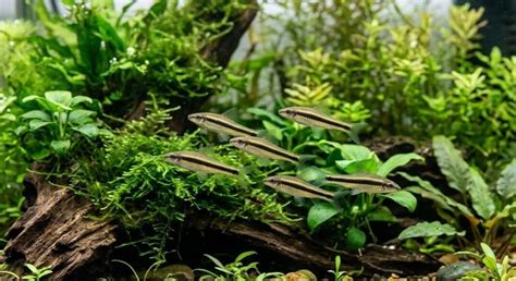 Canada Shipping For Live Aquarium Cherry Shrimps And Caridina Shrimps