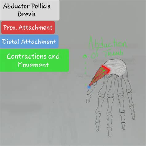 Muscles Of The Hand Thenar Muscles Flashcards Quizlet