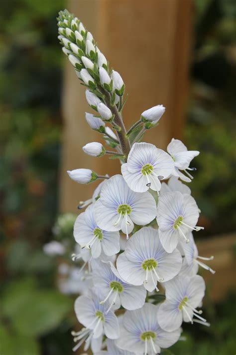 Veronica Flower Speedwell Free Photo On Pixabay Pixabay