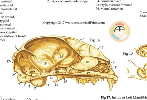 Cat Skull Diagram