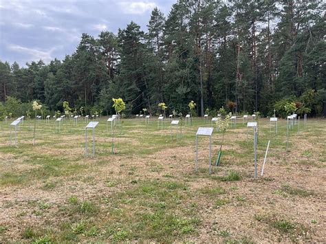 Filetreblinka Korczak Wald Wikimedia Commons