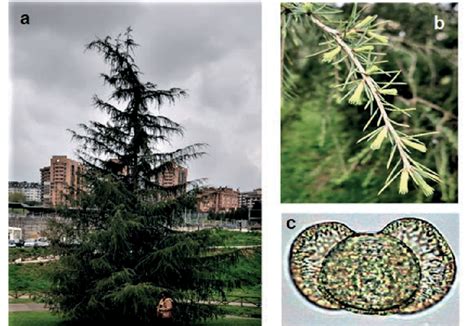 Individuo De Cedrus Deodara Perteneciente A La Parcela 7 Del Parque De Download Scientific