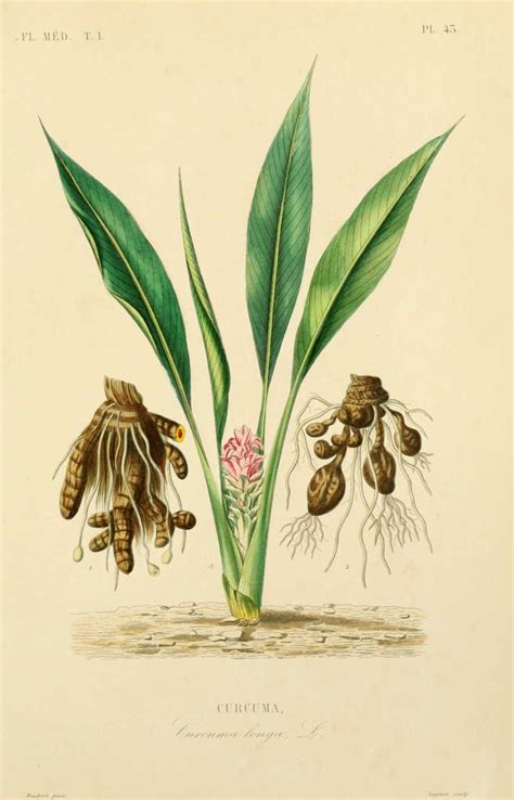 Img Dessins Plantes Medicinales Curcurma Curcuma Longa  Botanica
