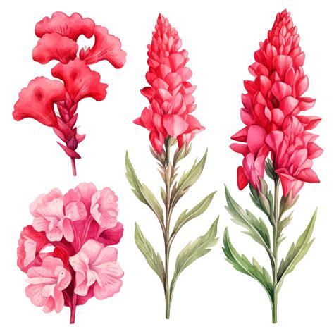 Premium Vector Cockscomb Flower Watercolor Vector Clipart White