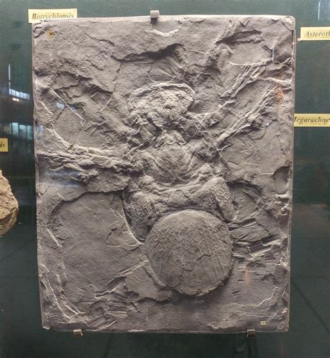 Fossil De Aranha Pre Historica Pdf Laimosemion Ubim A New Miniature