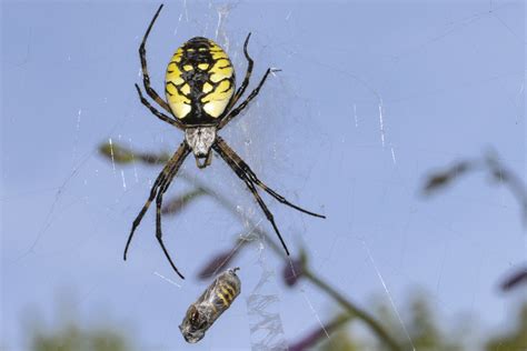 Bumble Bee Spider Arvind Agarwal Flickr