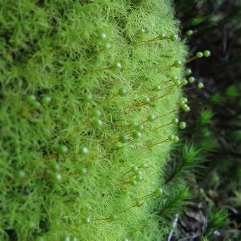 Bartramia Pomiformis Hedw Mahovi Slovenije
