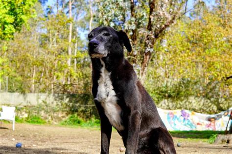 Simba Para Adoção — Associação Projeto Animais De Barcelos