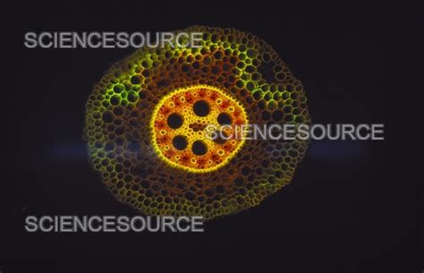 Corn Root Cross Section