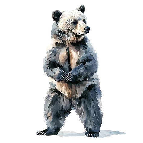 How To Draw A Bear On Its Hind Legs