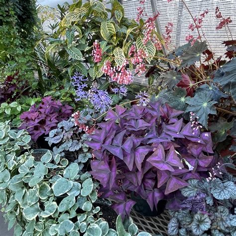 Oxalis Triangularis Purple Shamrock 45 Pot Little Prince Of