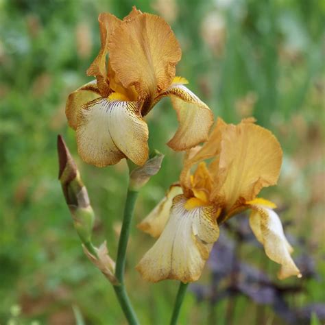 Buy Bearded Iris Iris Benton Susan Delivery By Waitrose Garden