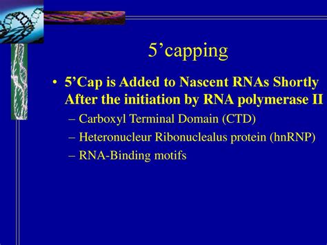 Chapter 12 Post Transcriptional Gene Control And Nuclear Transport Ppt Download