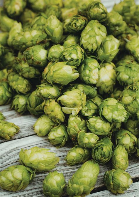 Medicinal Plants Growing And Using Hops Pip Magazine