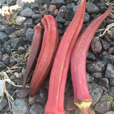 Cherry Plums Information Recipes And Facts