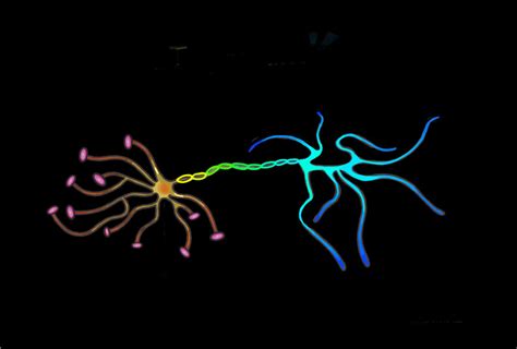 Motor Learning And Dendritic Spines How Learning Persists To Form Memories Sq Online