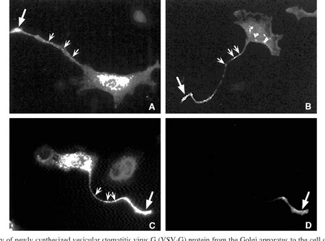 Figure 1 From Directed Membrane Transport Is Involved In Process