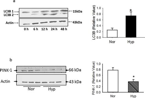 Hyperoxia Causes Mitochondrial Fragmentation In Pulmonary Endothelial