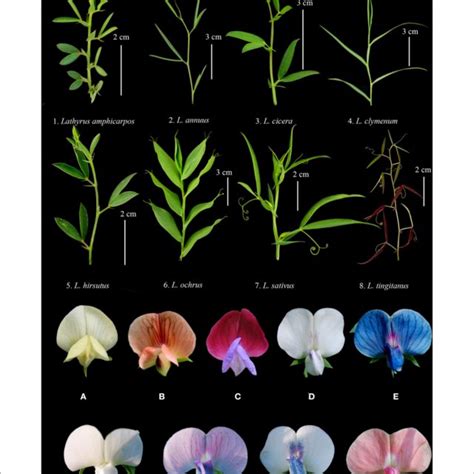 A Leaf Variation In Different Species Of Lathyrus Top And Flower
