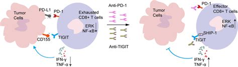 Schematic Diagram Of Cd155 Tigit Binding To Regulate Cd8⁺ T Cell Download Scientific Diagram