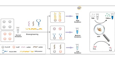 Engineering Nanozymes Using Dna For Catalytic Regulation Acs Applied Materials And Interfaces