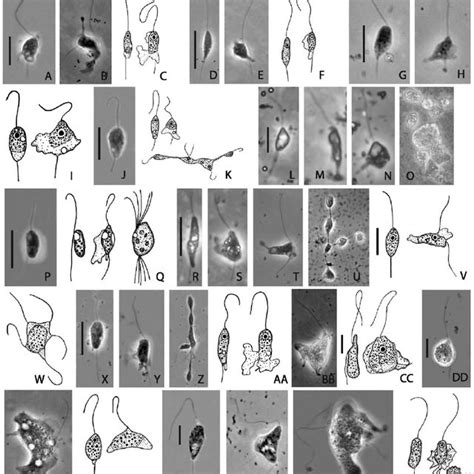 Transverse Section Of The Cell Of Cercomonas Strain C 59 Scale Bar 1