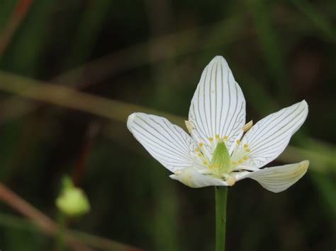 Grass Of Parnassus Oakland County Blog
