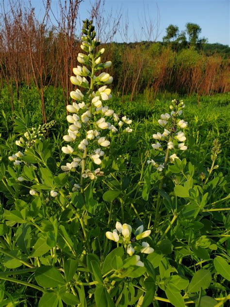 White False Indigo Grow Native