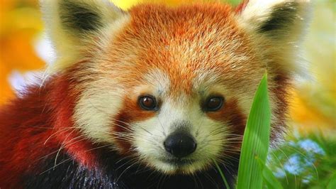 Red Panda Wallpapers Top Free Red Panda Backgrounds Wallpaperaccess