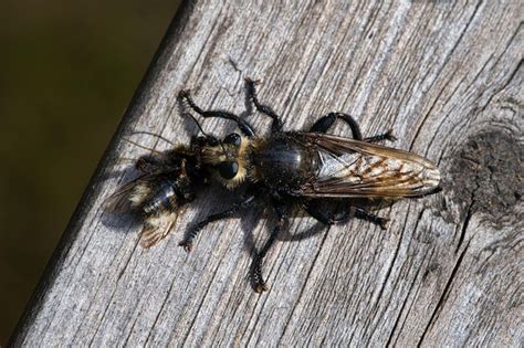 Premium Photo Yellow Murder Fly Or Yellow Robber Fly With A Bumblebee