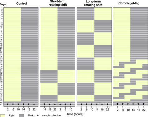 The Impact Of Shift Work Light Conditions On Tissue Specific Circadian Rhythms Of Canonical